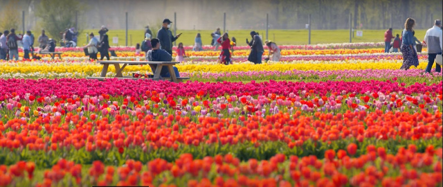 Tulips Holland Ridge Farms - Six Flags Wild Safari Park